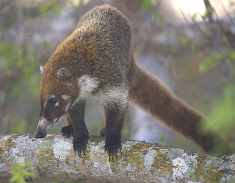 coati_Chamela_cropped_small | Mexico Field Course 2017